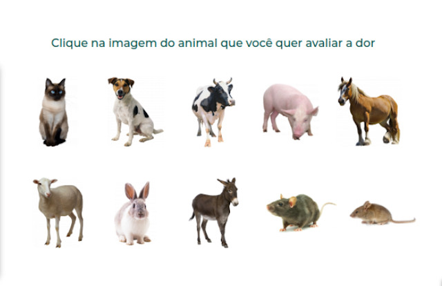 Aplicativo avalia dor em animais domésticos e de produção - Rede Macuco